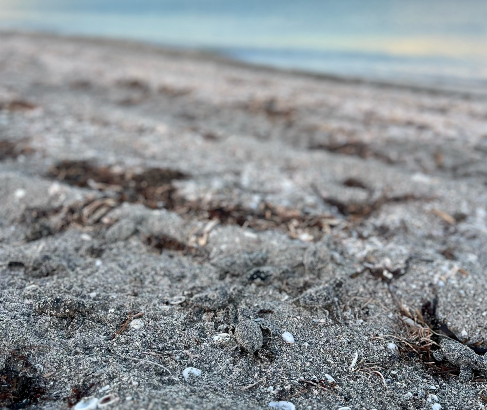 SCCF: Over 25,000 loggerhead hatchlings - SANIBEL-CAPTIVA - Island ...